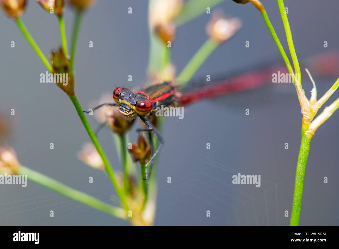 Damselfly face hi-res stock photography and images - Alamy