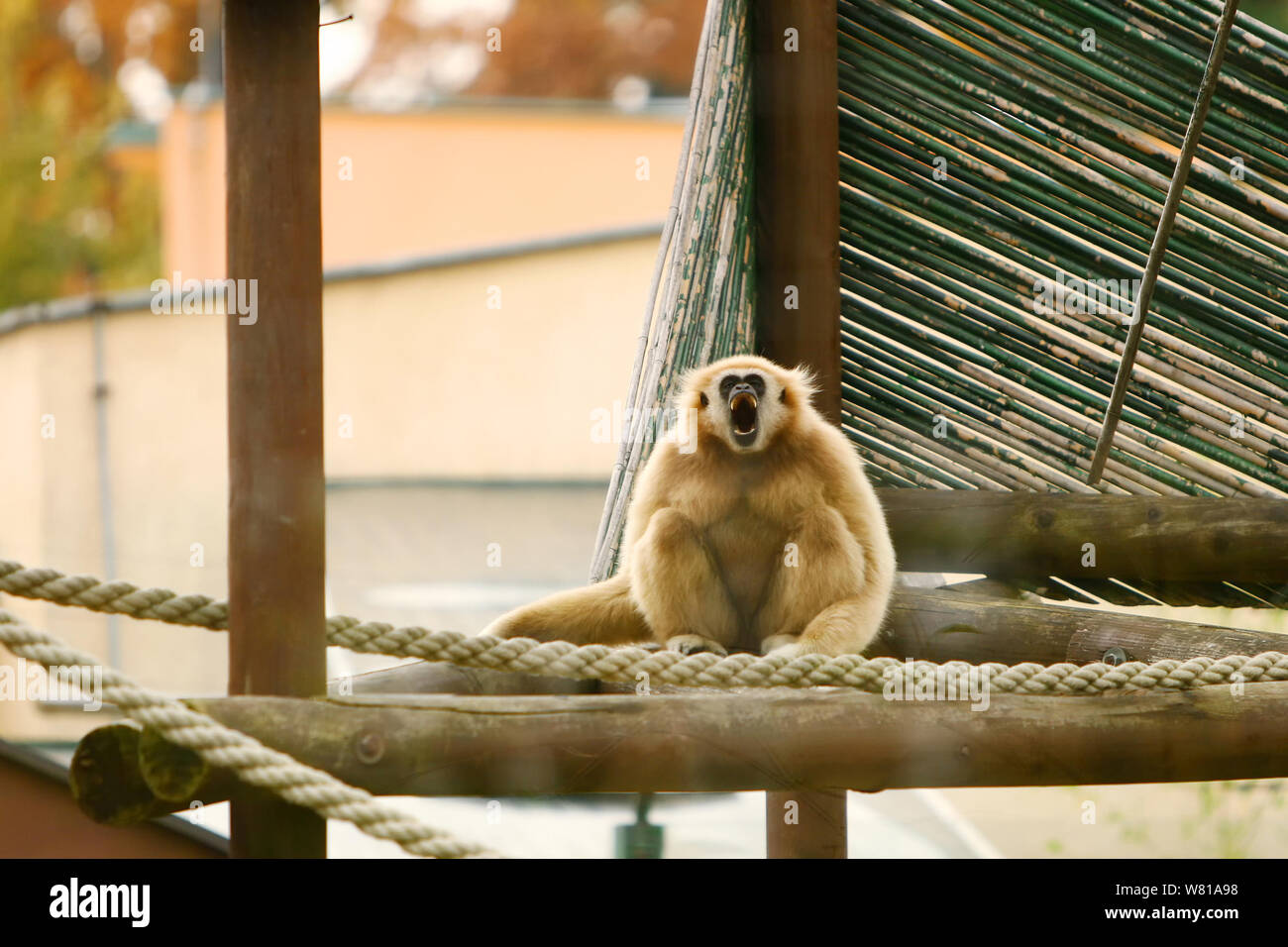 A gibbon scream oppening his mouth showing his canines and sitting on ...