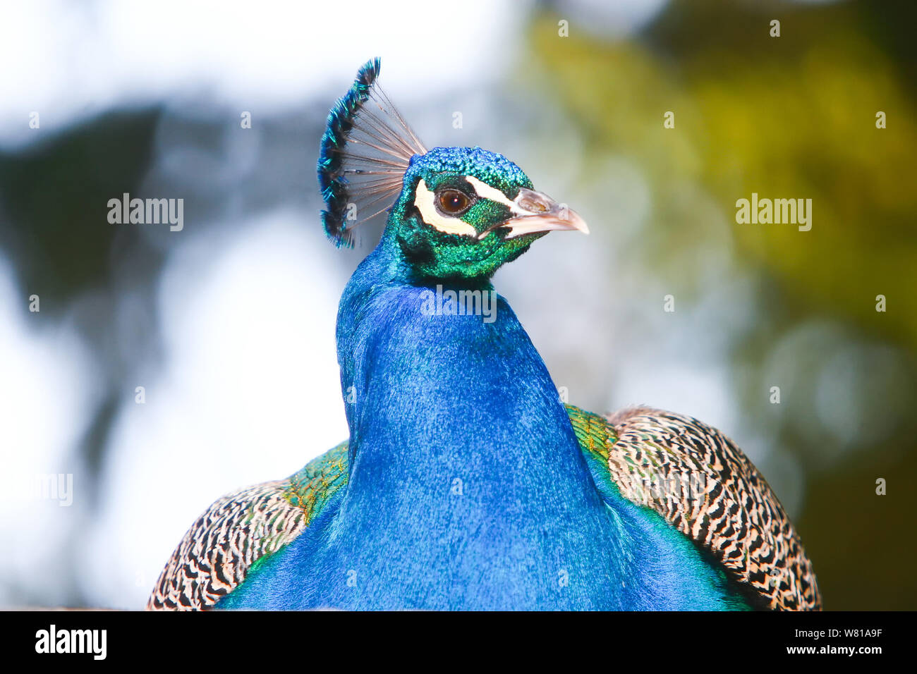 A front view of a blue peacock Stock Photo - Alamy
