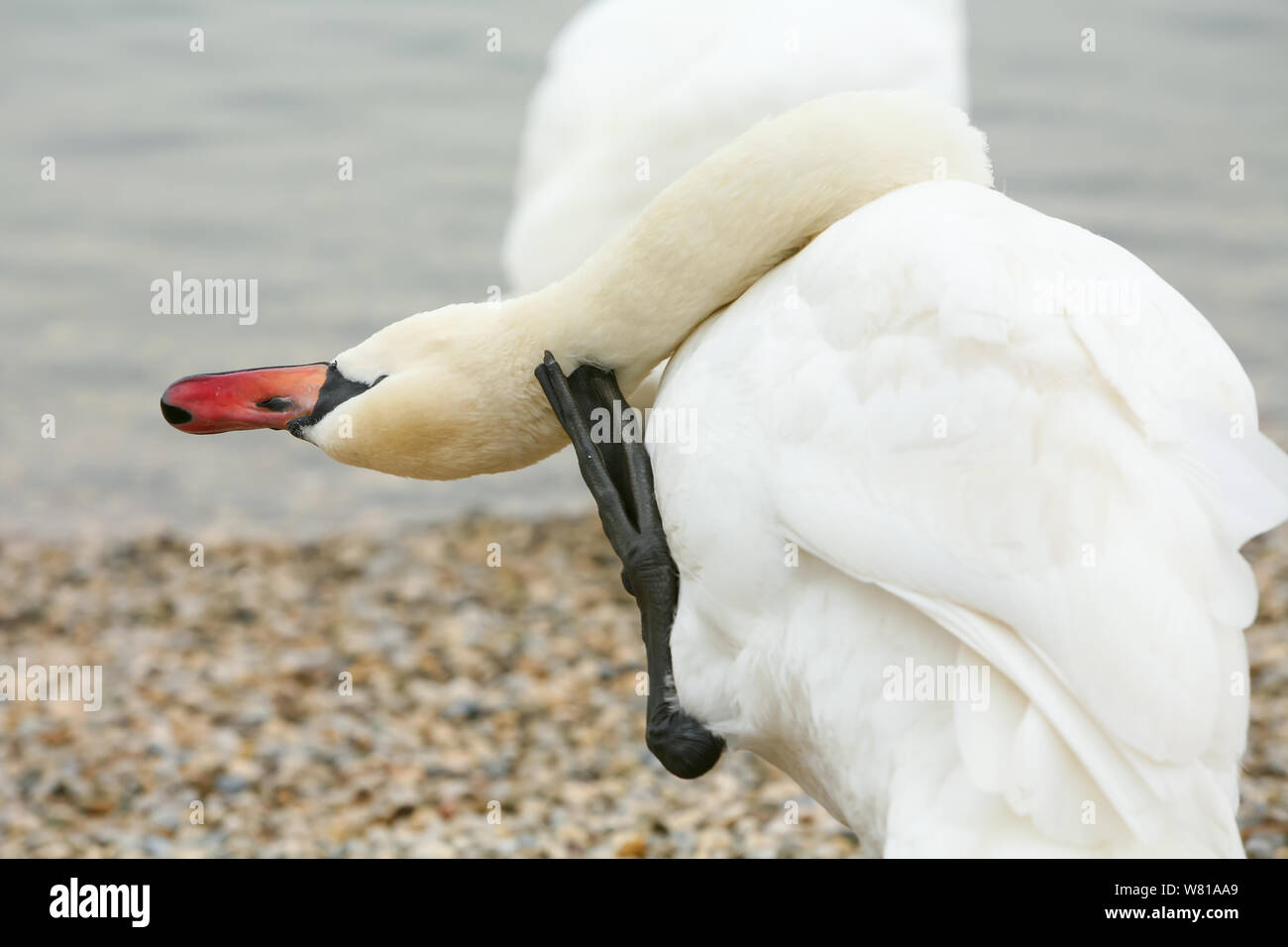 A swan on pebble lake shore scratching his neck Stock Photo - Alamy