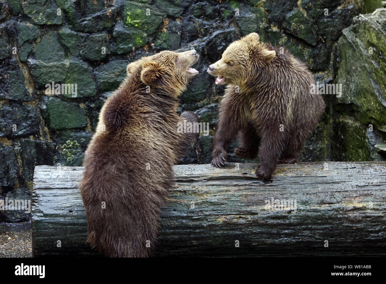 Two brown bears at zoo hi-res stock photography and images - Alamy