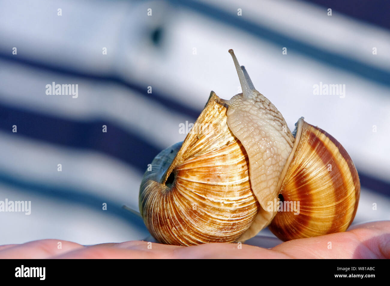 Close up of one snail lining on the others snail shelter on the man's ...