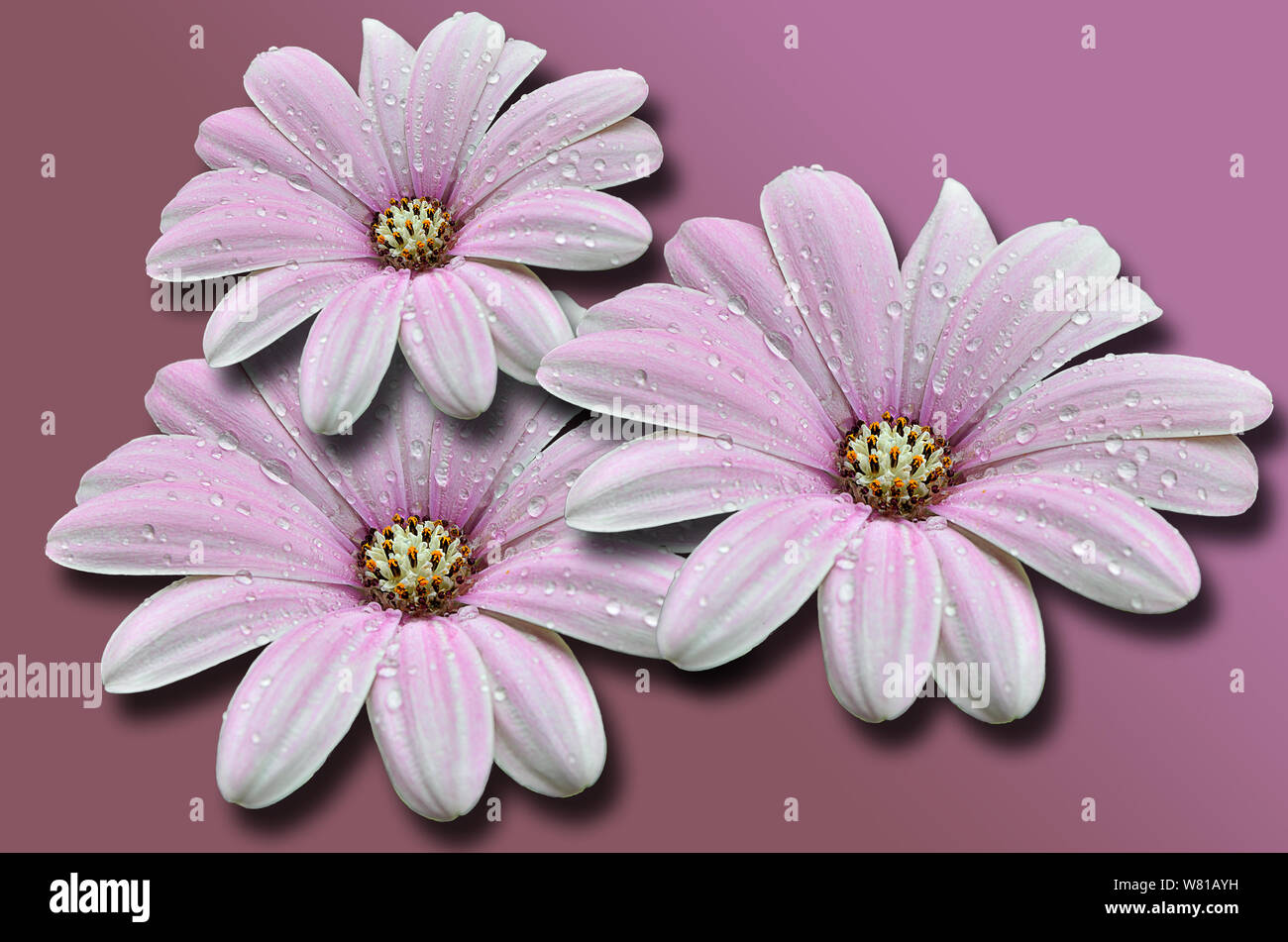 Gradient colour hi-res stock photography and images - Alamy