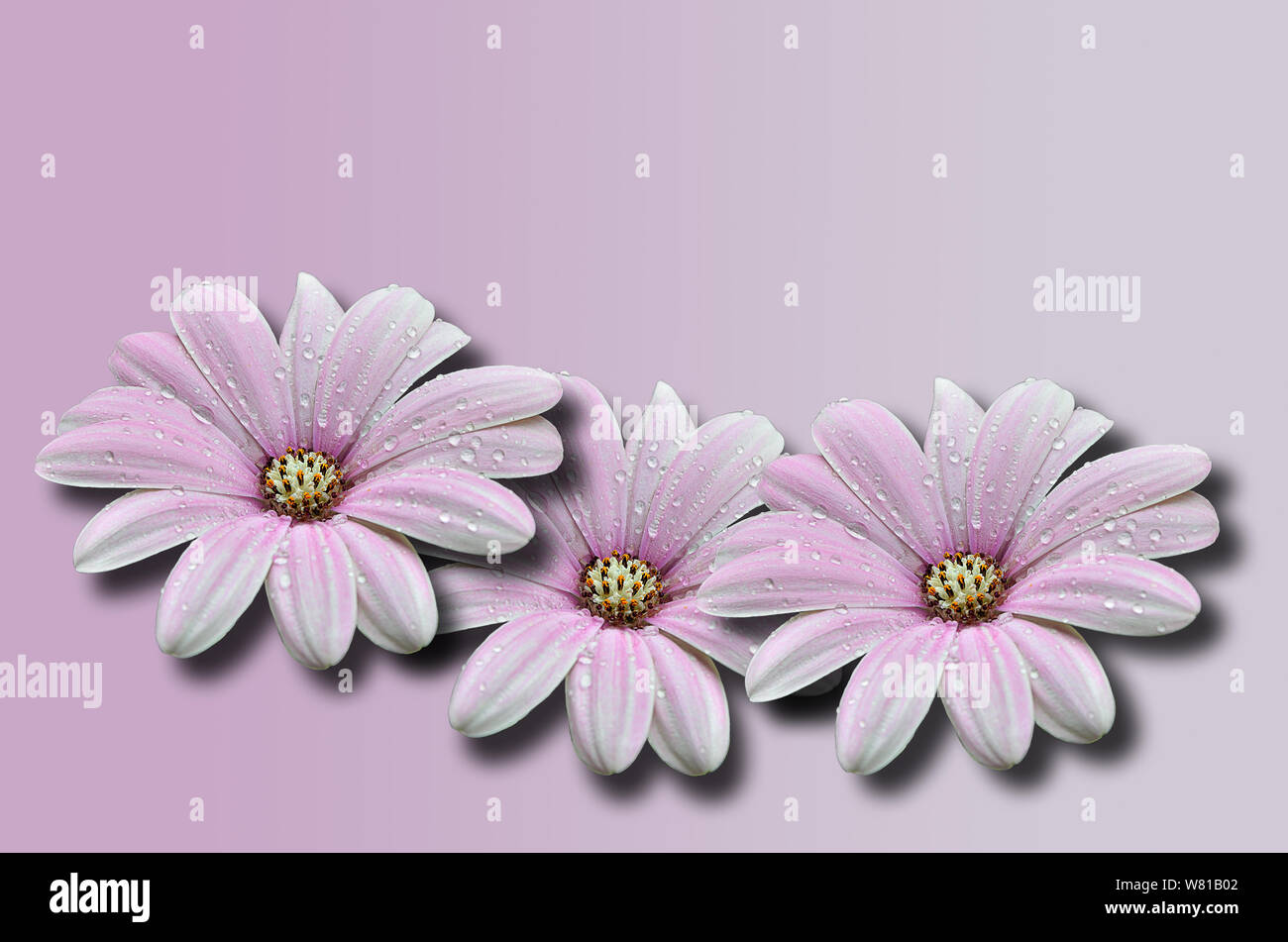 Gradient colour hi-res stock photography and images - Alamy