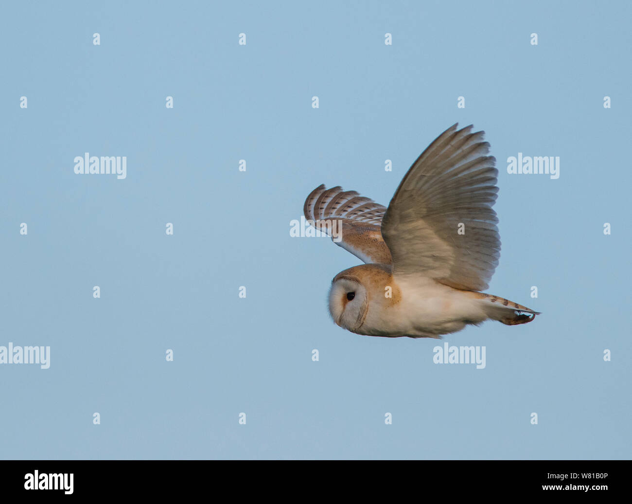 North American Barn Owls High Resolution Stock Photography and Images ...