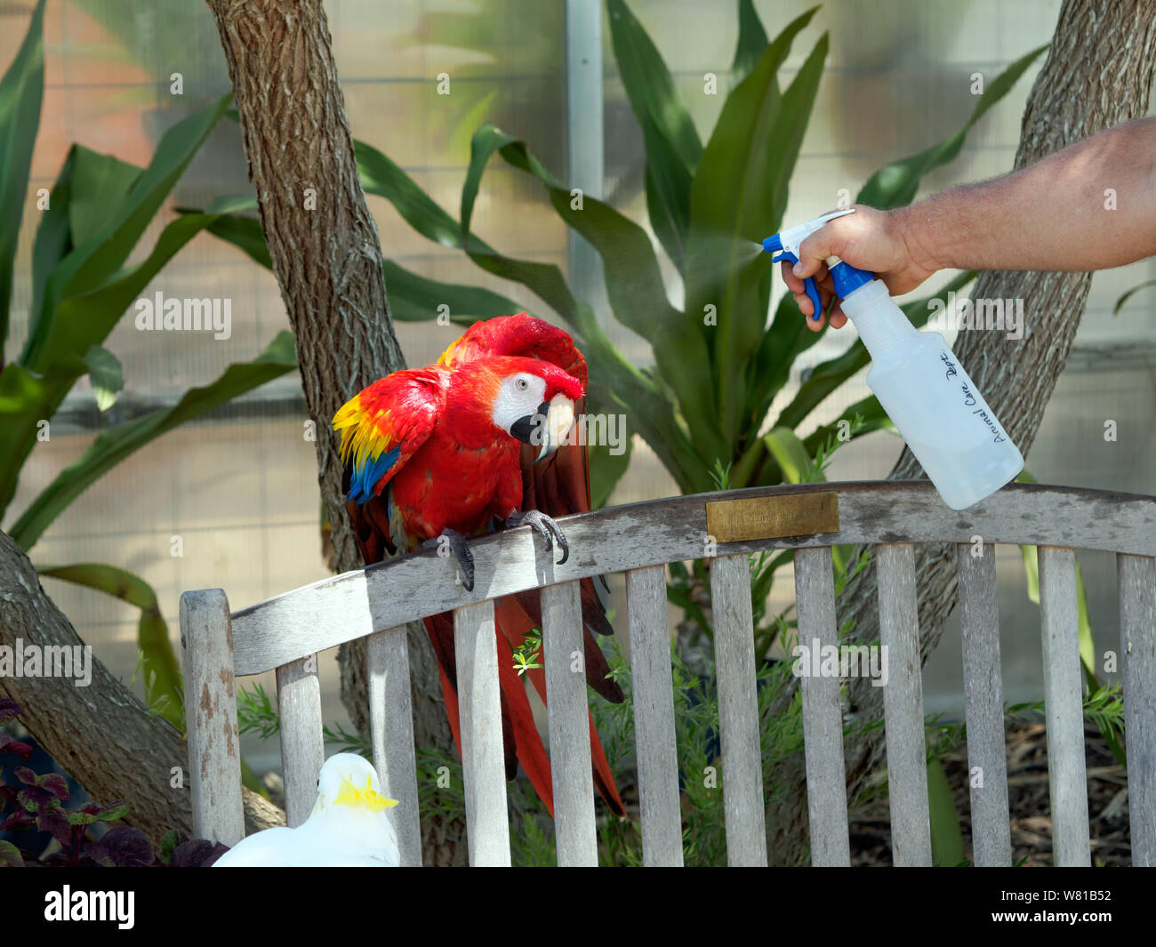 A Scarlet Macaw, Ara macao, enjoys a water misting on a hot August day ...