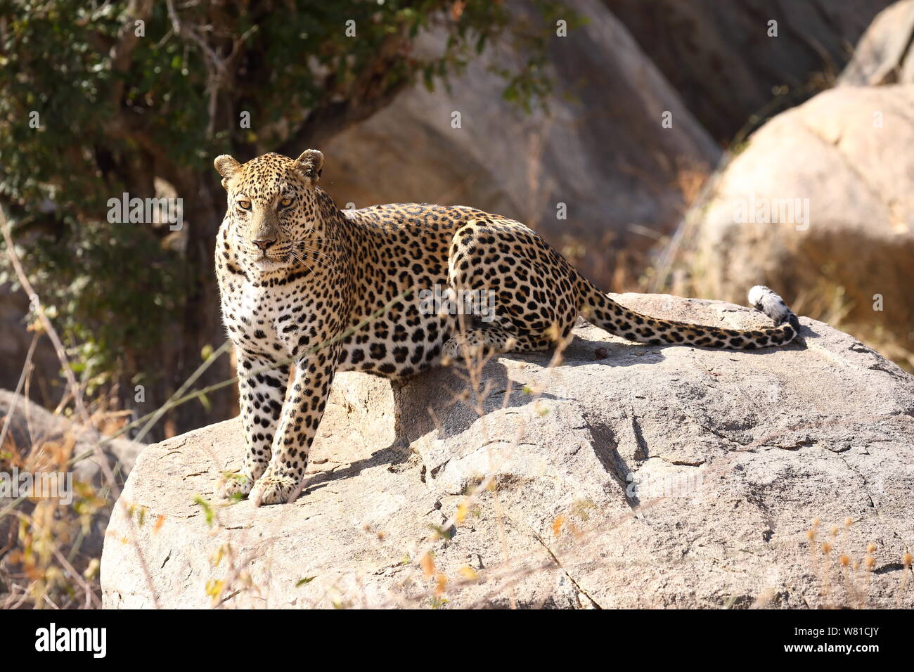 beautiful leopard sunbathing Stock Photo - Alamy