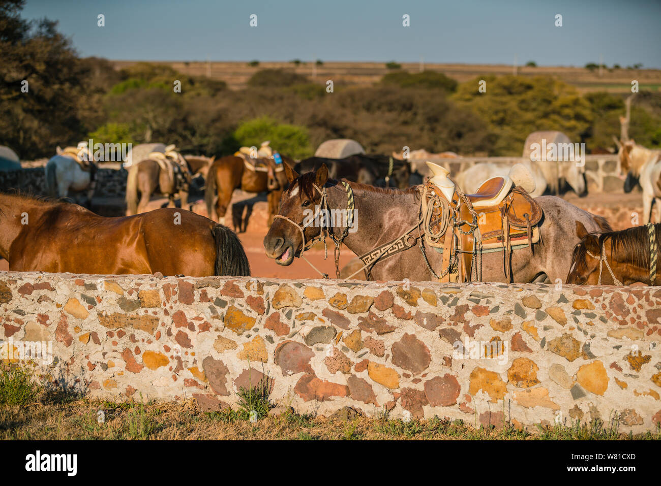 Mexican saddles hi-res stock photography and images - Alamy