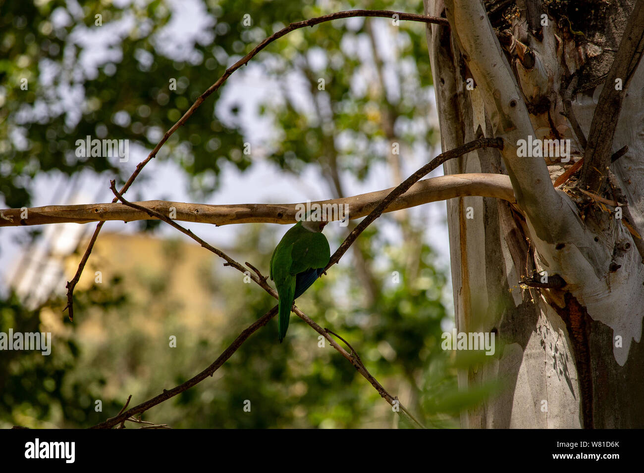 Rome Italy. 30 July 2019. Parrots cool off from the hot weather by ...