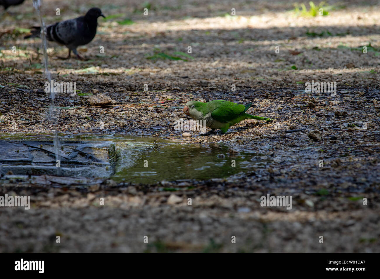 Rome Italy. 30 July 2019. Parrots cool off from the hot weather by ...