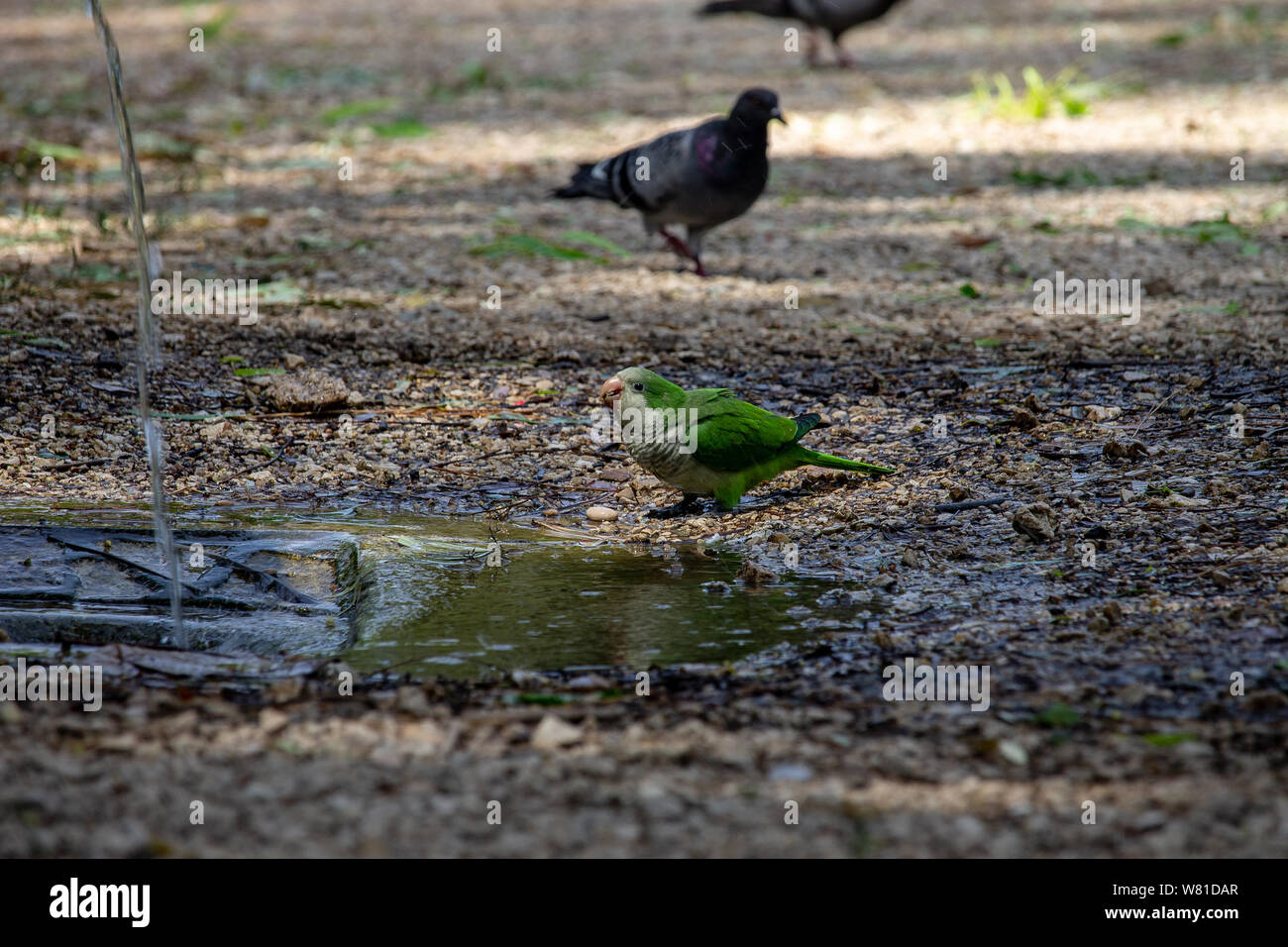 Rome Italy. 30 July 2019. Parrots cool off from the hot weather by ...
