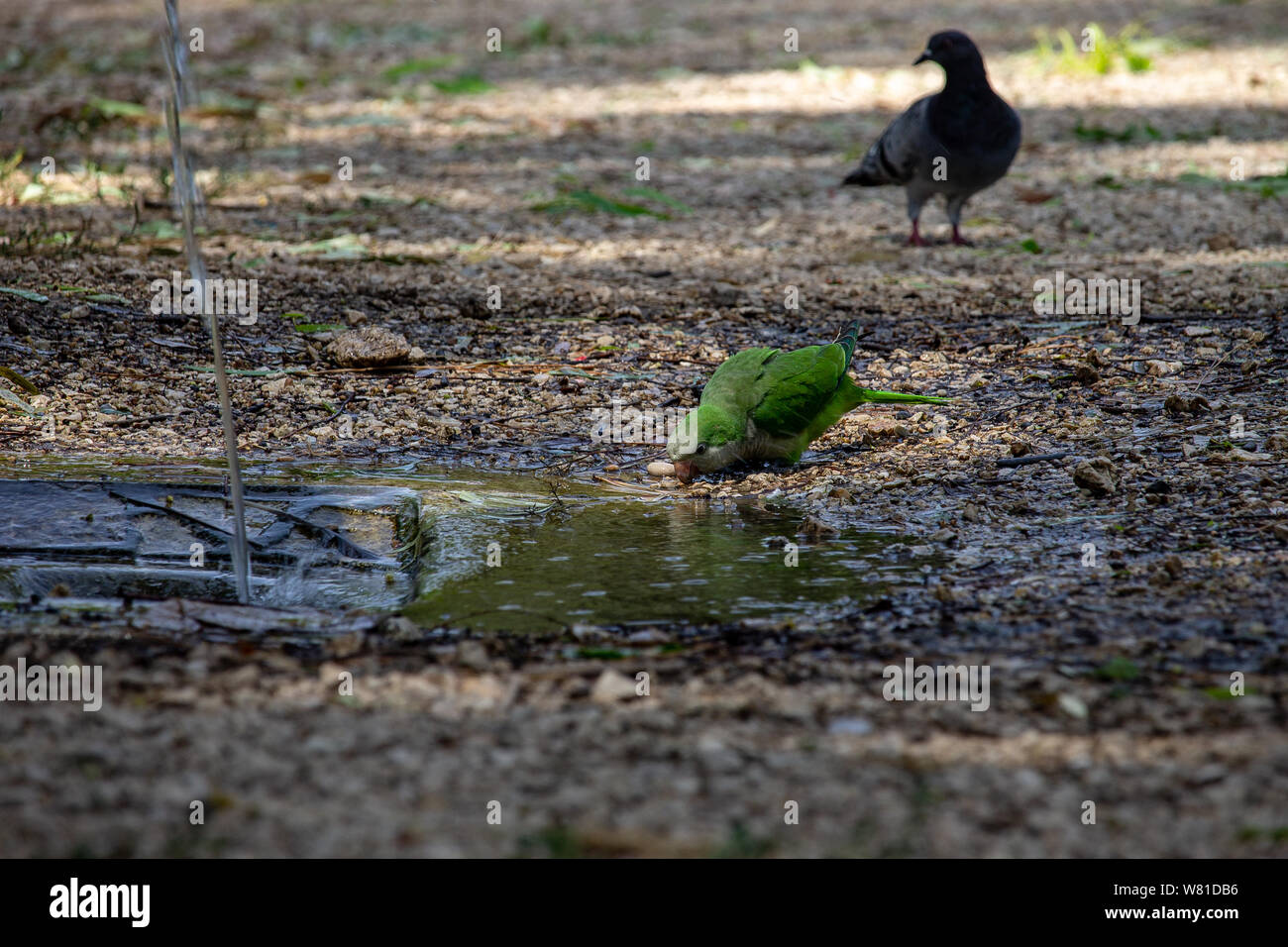 Rome Italy. 30 July 2019. Parrots cool off from the hot weather by ...
