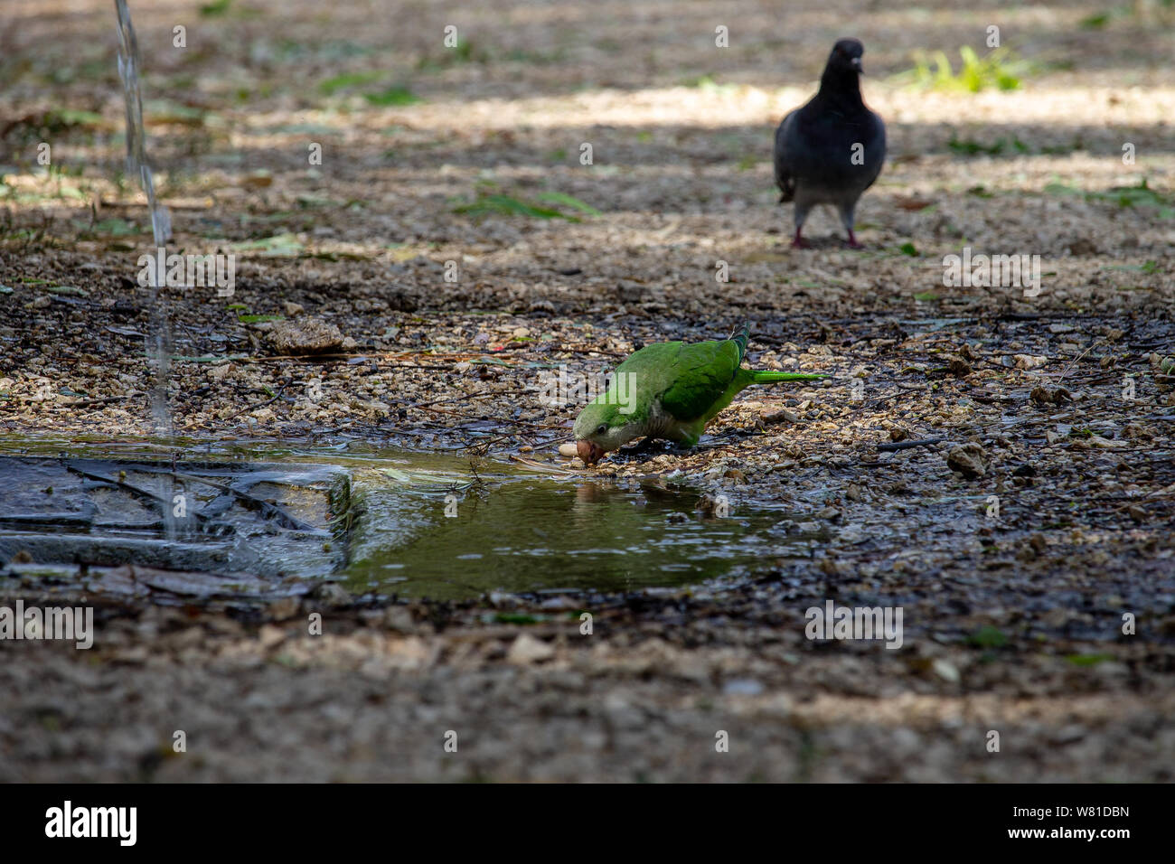 Rome Italy. 30 July 2019. Parrots cool off from the hot weather by ...