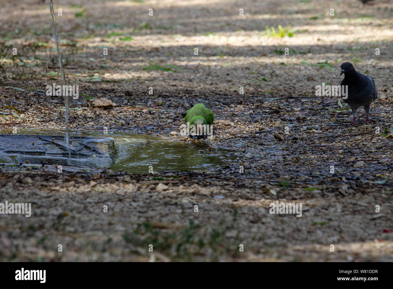 Rome Italy. 30 July 2019. Parrots cool off from the hot weather by ...