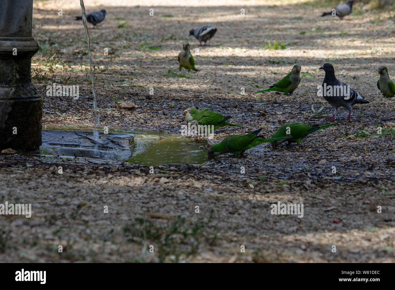 Rome Italy. 30 July 2019. Parrots cool off from the hot weather by ...