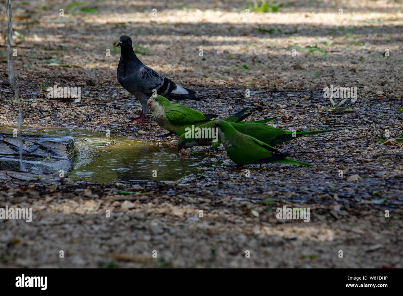 Rome Italy. 30 July 2019. Parrots cool off from the hot weather by ...
