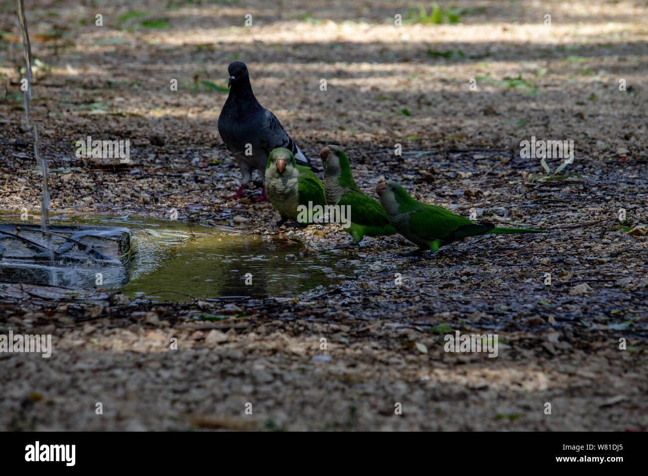 Rome Italy. 30 July 2019. Parrots cool off from the hot weather by ...