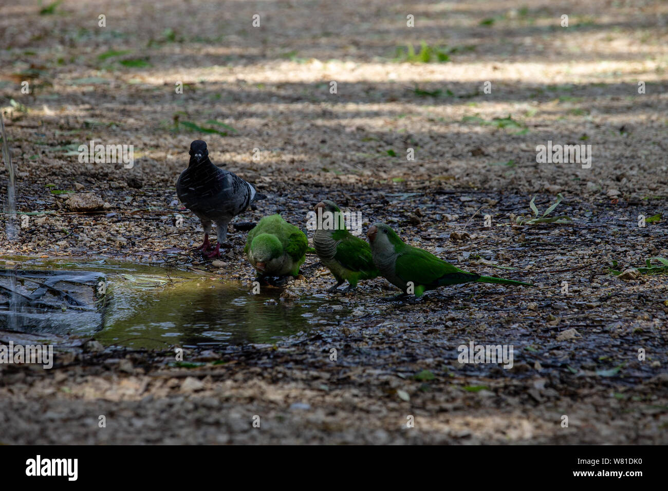 Rome Italy. 30 July 2019. Parrots cool off from the hot weather by ...