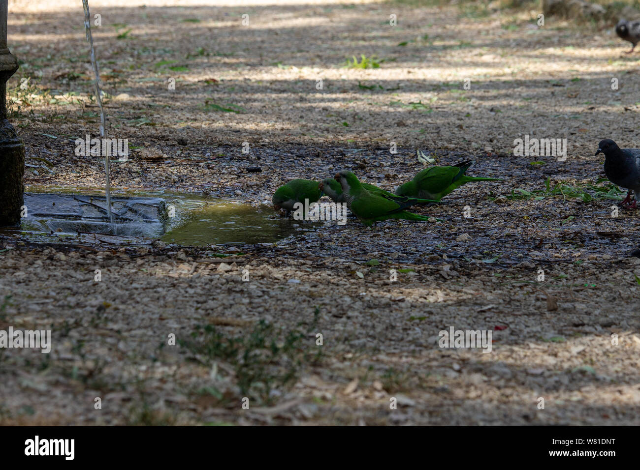 Rome Italy. 30 July 2019. Parrots cool off from the hot weather by ...