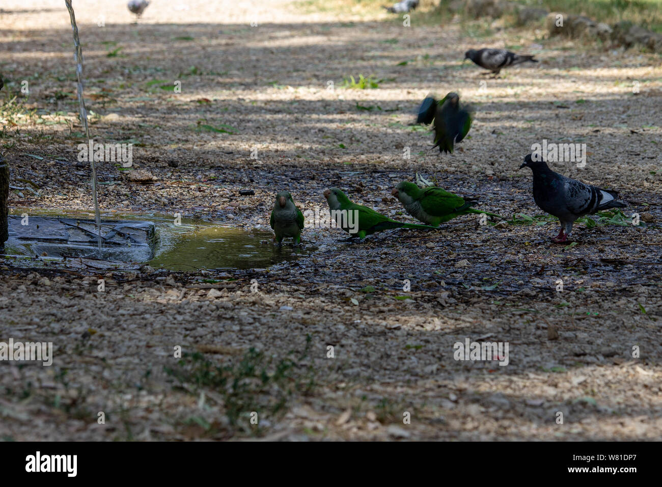 Rome Italy. 30 July 2019. Parrots cool off from the hot weather by ...