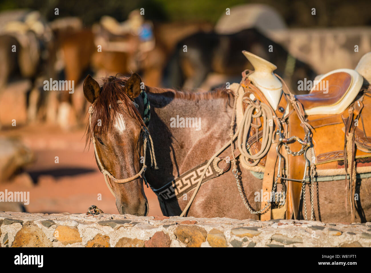 Mexican saddles hi-res stock photography and images - Alamy