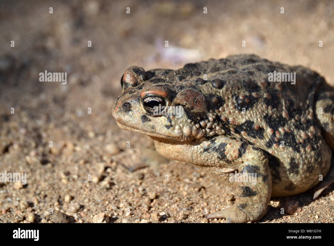 Desert frog in dirt hi-res stock photography and images - Alamy