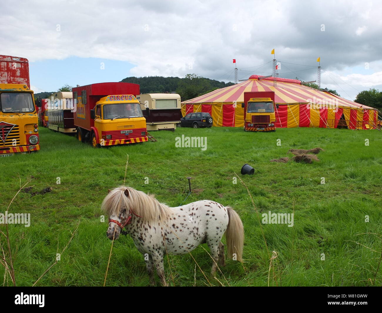 Pony tethered in a field by the Big Top tent belonging to Peter Jolly's ...