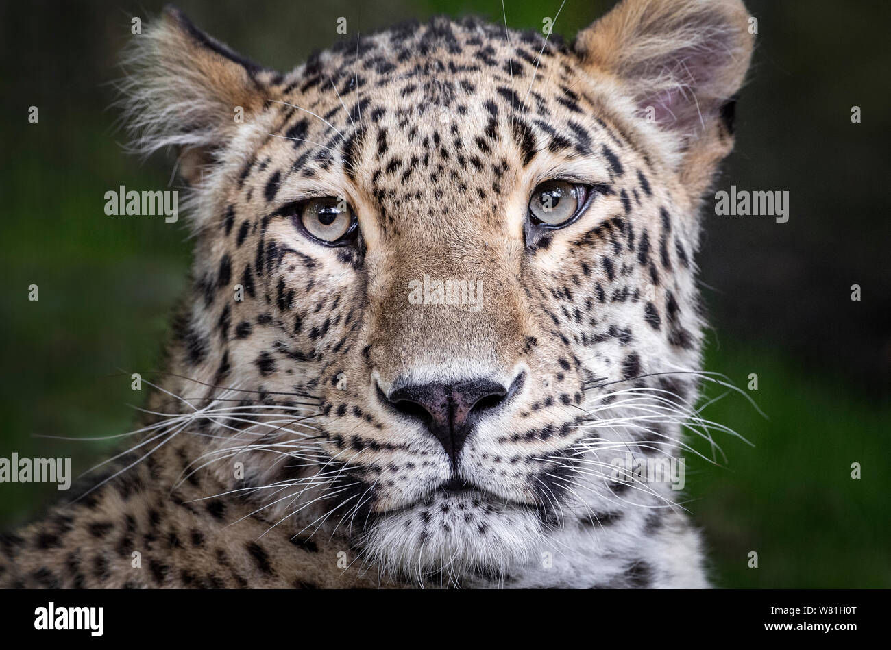 Male Persian leopard looking into camera Stock Photo - Alamy