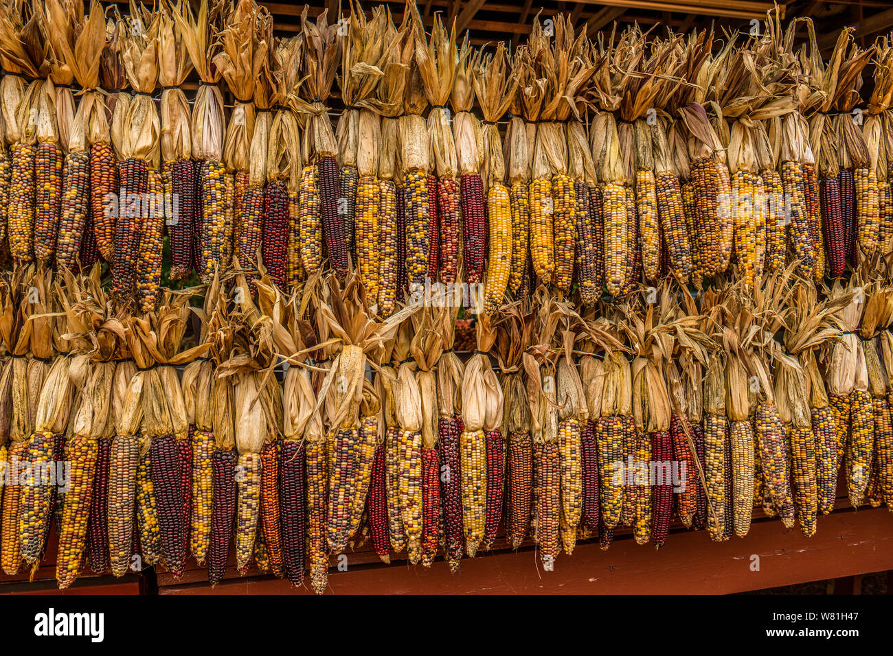 Two rows of different variety of ornamental indian corn hanging on ...