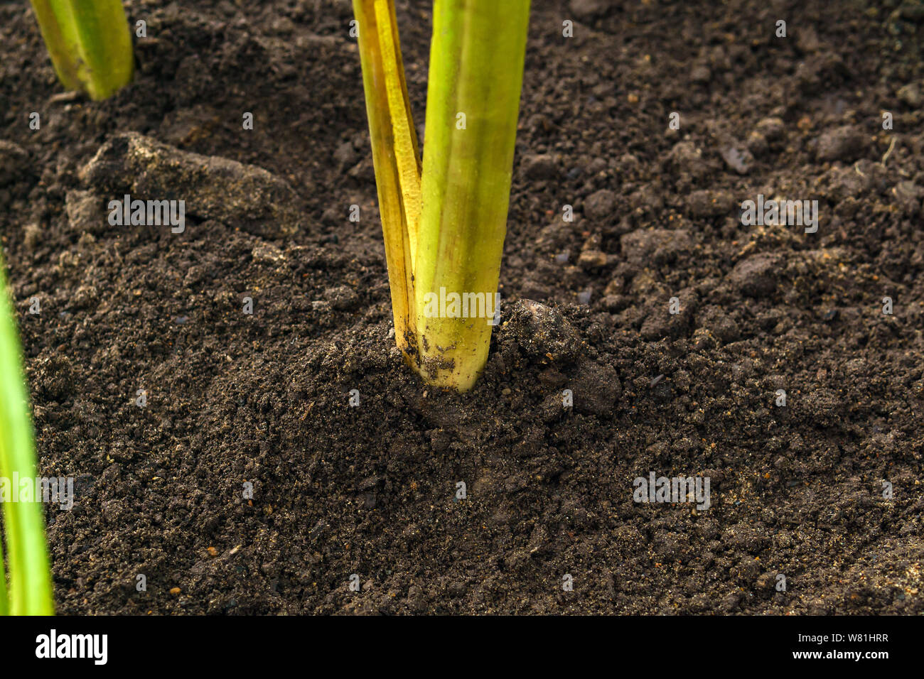 Rough soil hi-res stock photography and images - Alamy