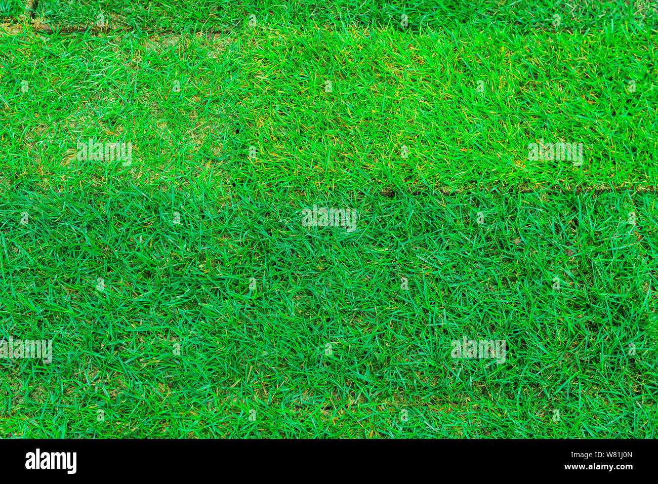background, texture - freshly laid lawn from rolled turf Stock Photo ...
