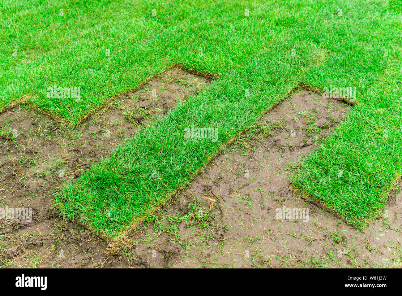 background - rolled turf in the process of laying on the ground Stock ...