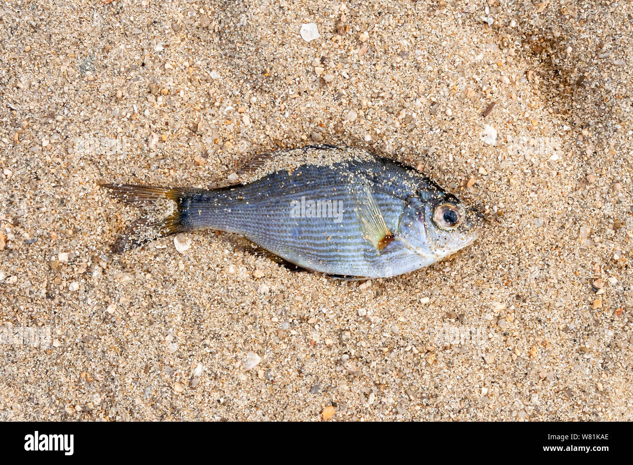 Small dead fish on sand; Japan Stock Photo - Alamy