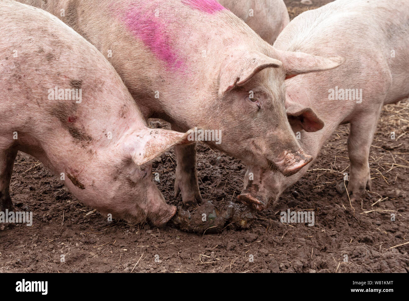 Eating pigs hi-res stock photography and images - Alamy