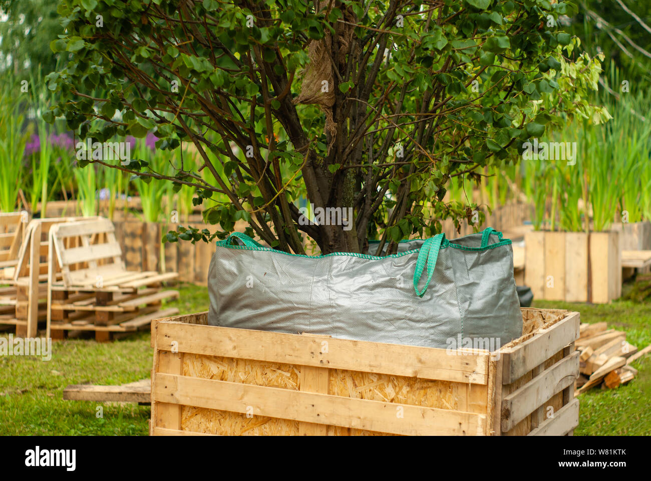 Planting tree process hi-res stock photography and images - Alamy
