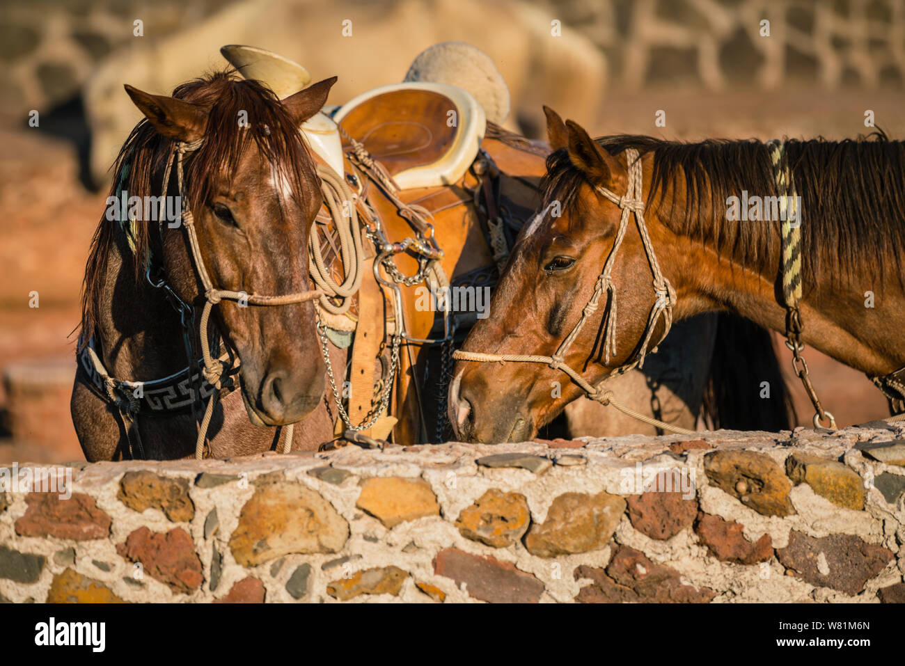 Mexican saddles hi-res stock photography and images - Alamy