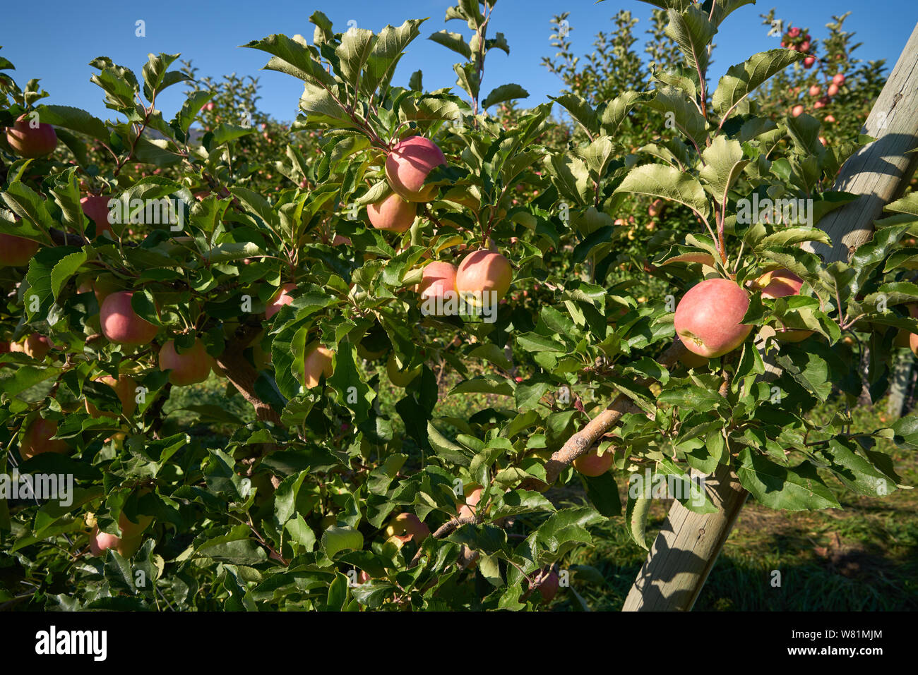 Canada harvest fruit hi-res stock photography and images - Alamy