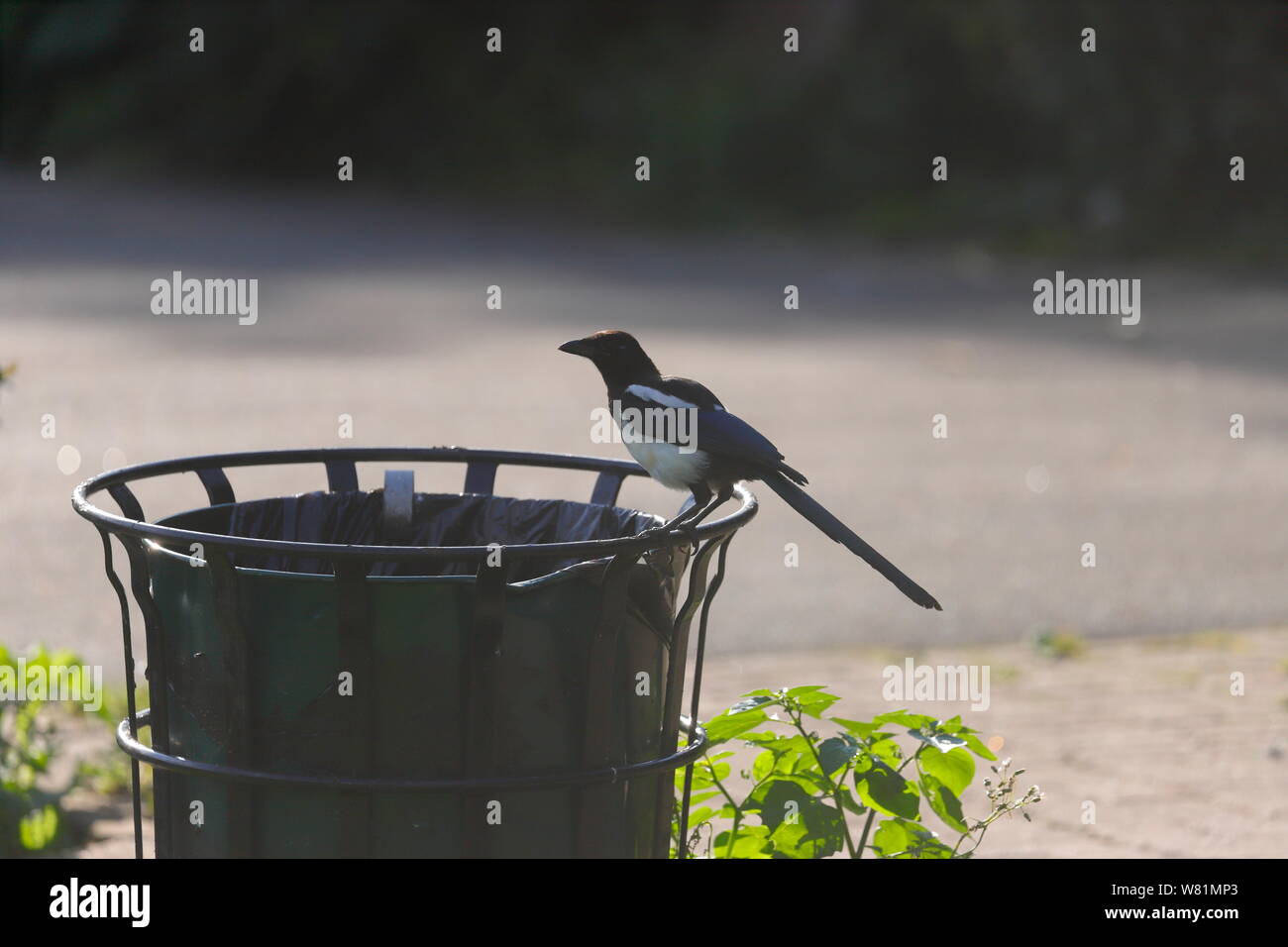 A Magpie scavenging in a litter bin Stock Photo - Alamy
