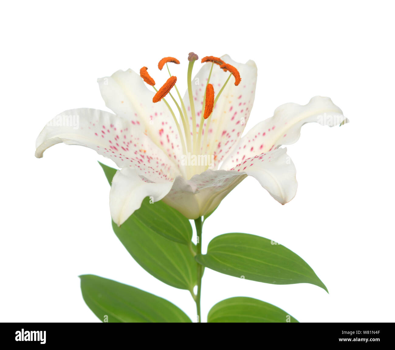 White lily on tree hi-res stock photography and images - Alamy