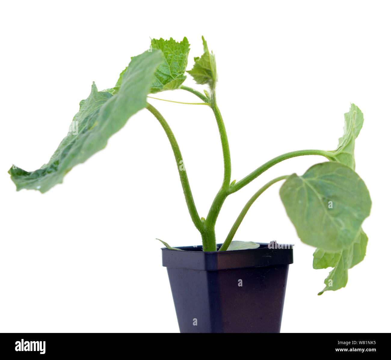 Squash trellis hi-res stock photography and images - Alamy