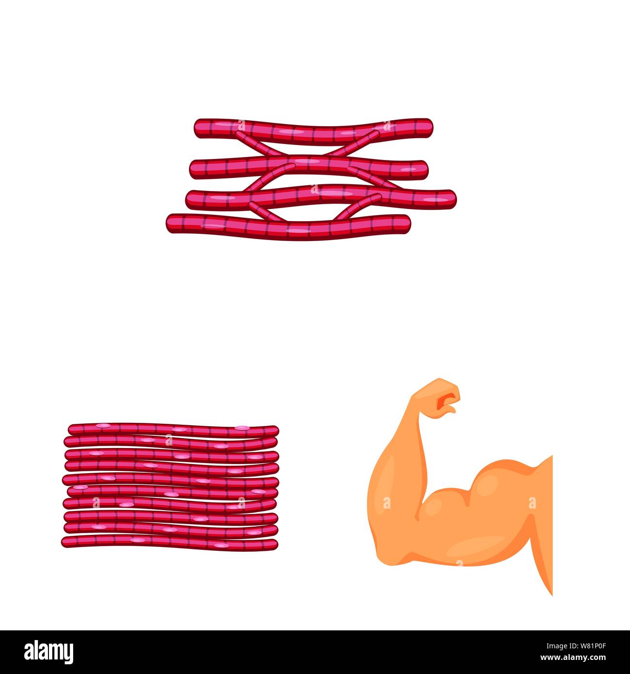 Isolated object of muscle and cells logo. Set of muscle and anatomy ...