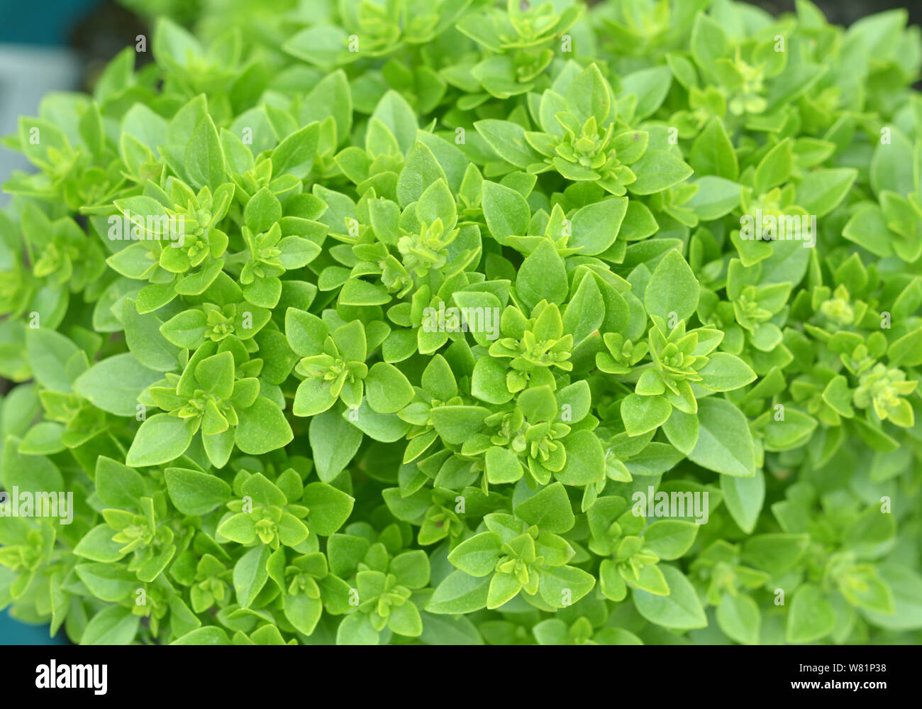 Greek basil herb fresh leaf plant pot hi-res stock photography and ...
