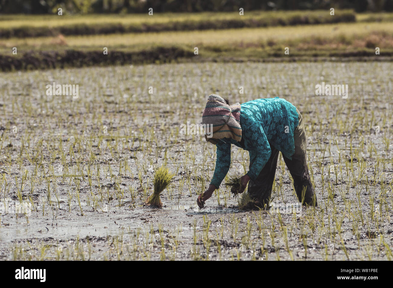 Planting rice seed hi-res stock photography and images - Alamy