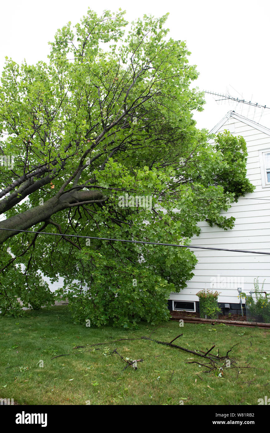 Trees are uprooted during a major storm and have landed on a house ...