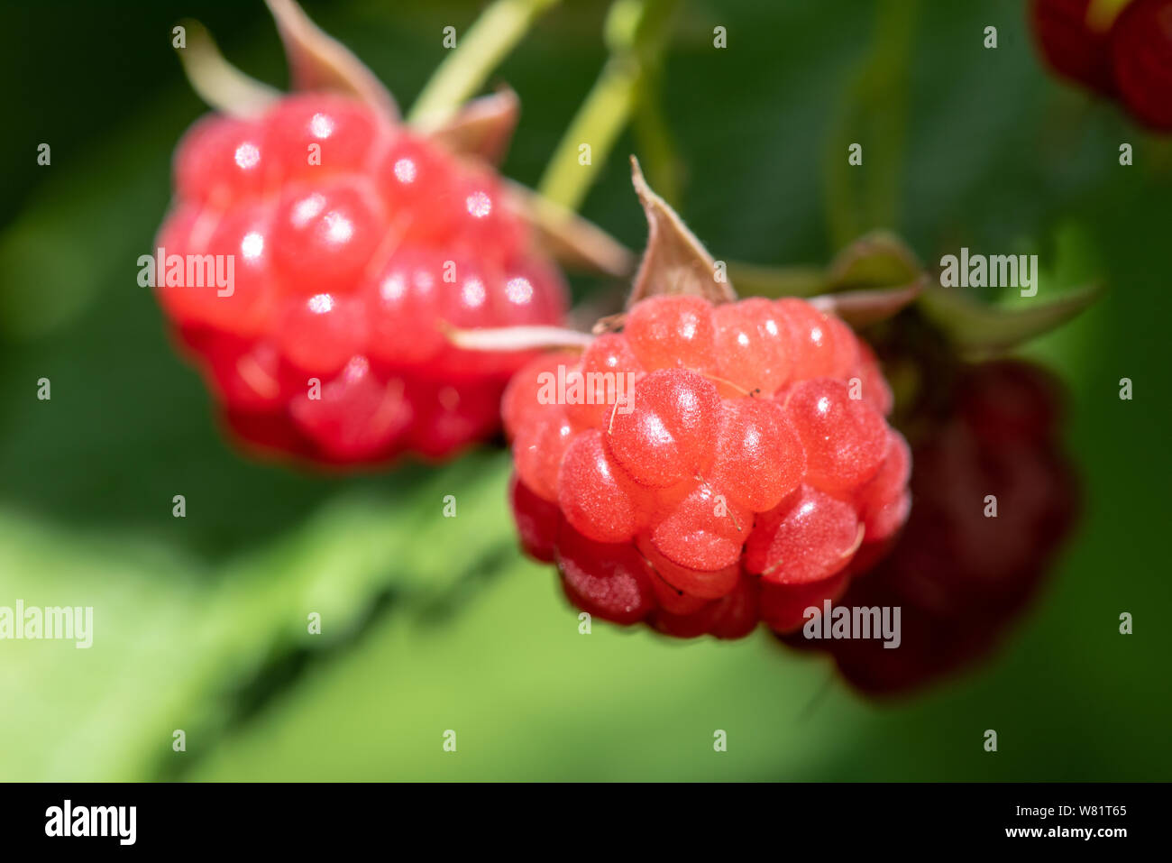 A single raspberry growing on a plant getting ripe for picking and ...
