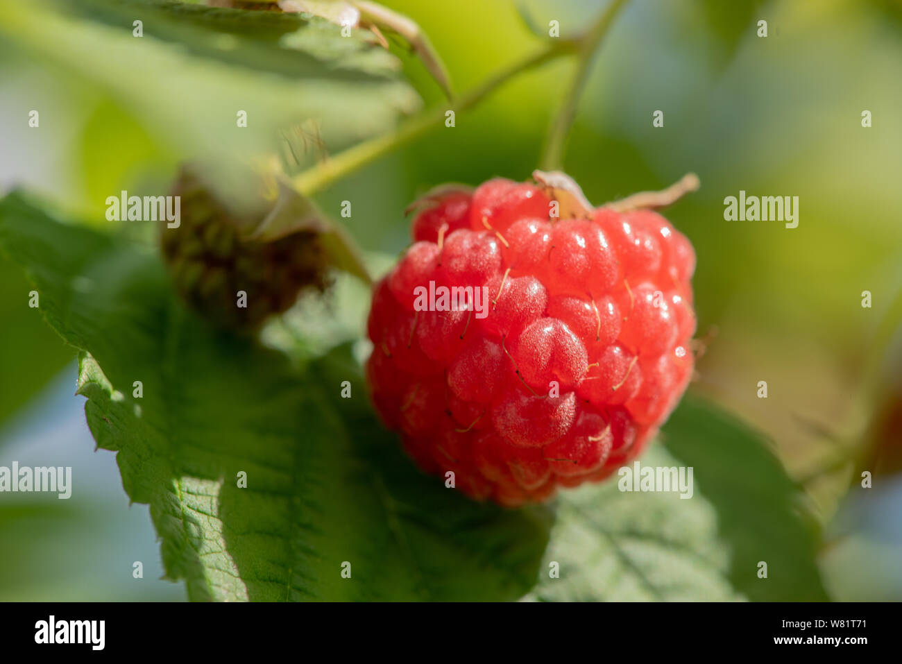 A single raspberry growing on a plant getting ripe for picking and ...