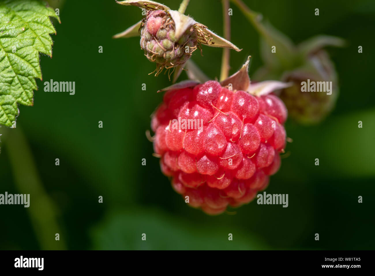 A single raspberry growing on a plant getting ripe for picking and ...