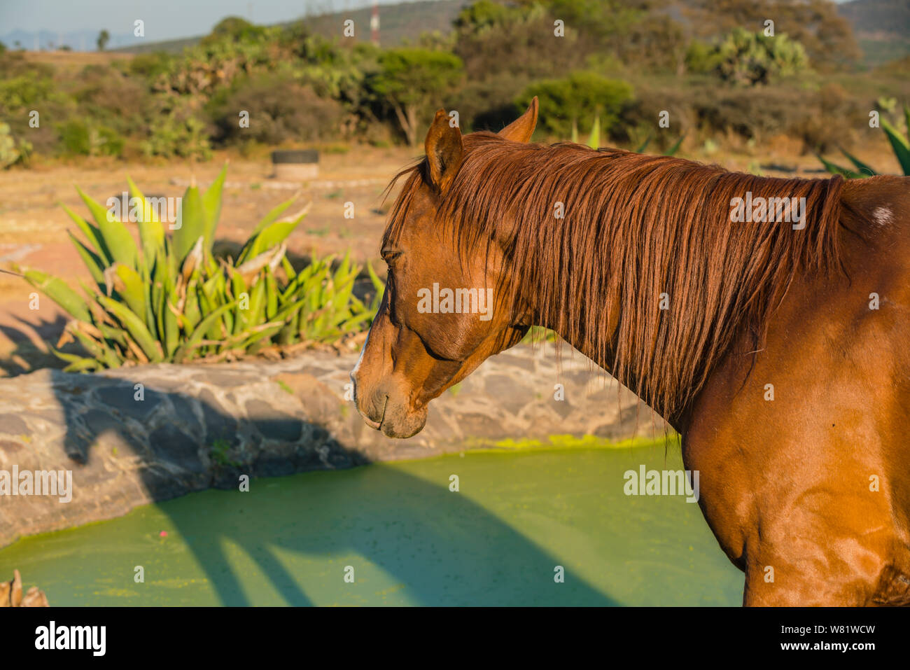 Riding horse in water hi-res stock photography and images - Alamy
