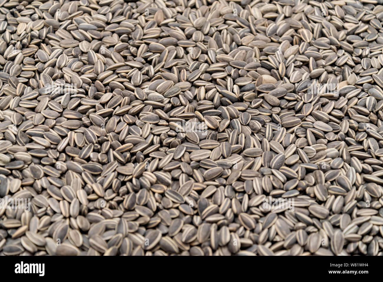 Heap, group or pile of sun flower seed background cover entire picture ...