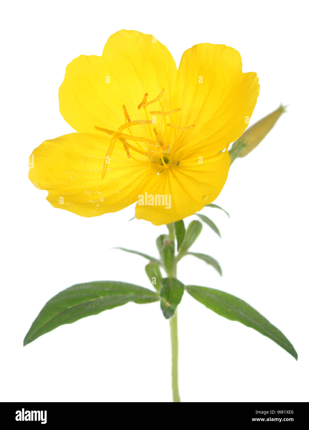 yellow evening primrose isolated on white Stock Photo - Alamy